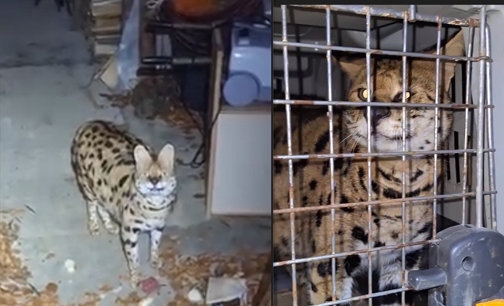 AKCIJA SPAŠAVANJA : Serval će do pronalaska vlasnika biti smješten u ...
